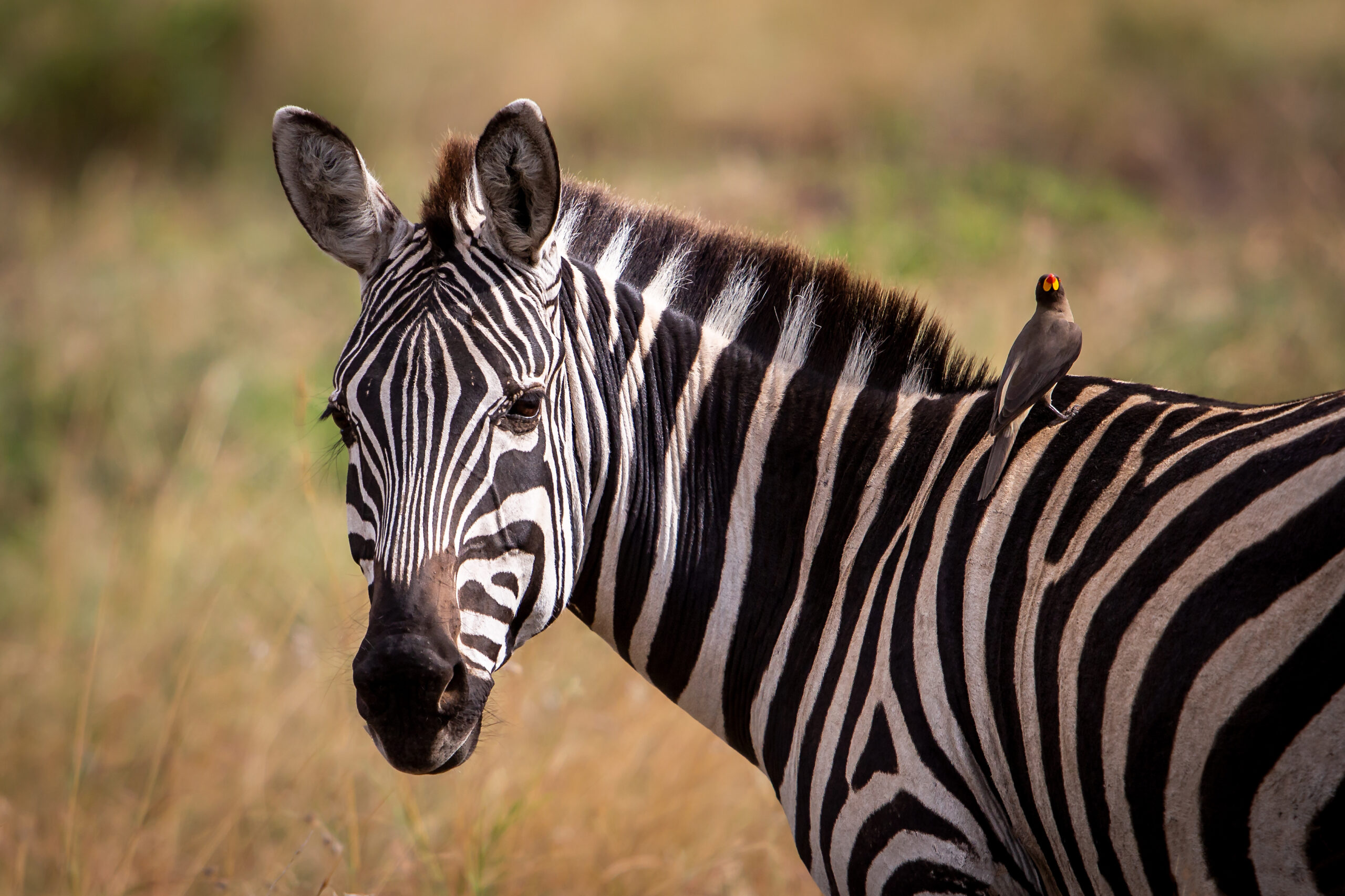 Zebras, Fish, Ticks, & Dogs - Buford Church of Christ